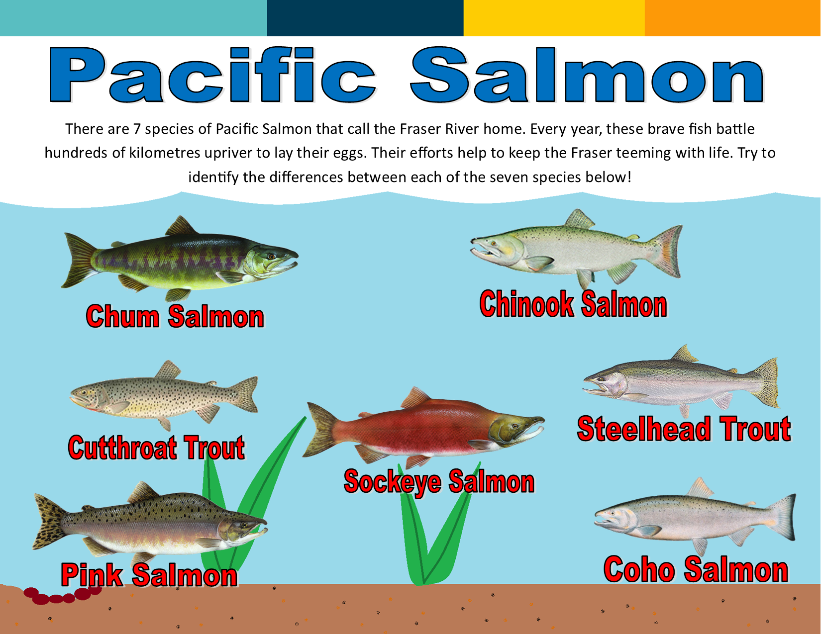 FRDC@HOME | Fraser River Discovery Centre – Fraser River Discovery Centre